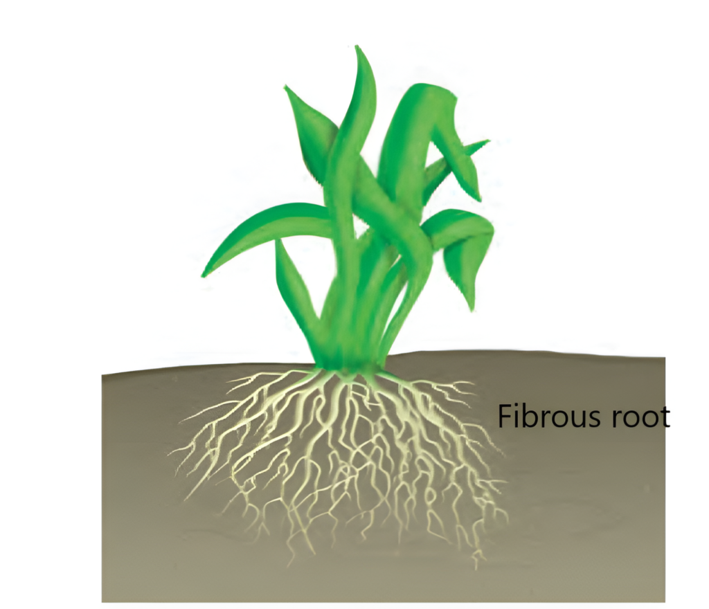 ncert-solutions-class-6-Science-Getting to Know Plants