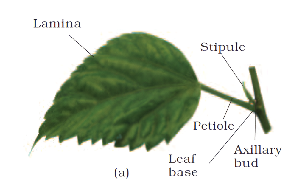 ncert-solutions-class-6-Science-Getting to Know Plants
