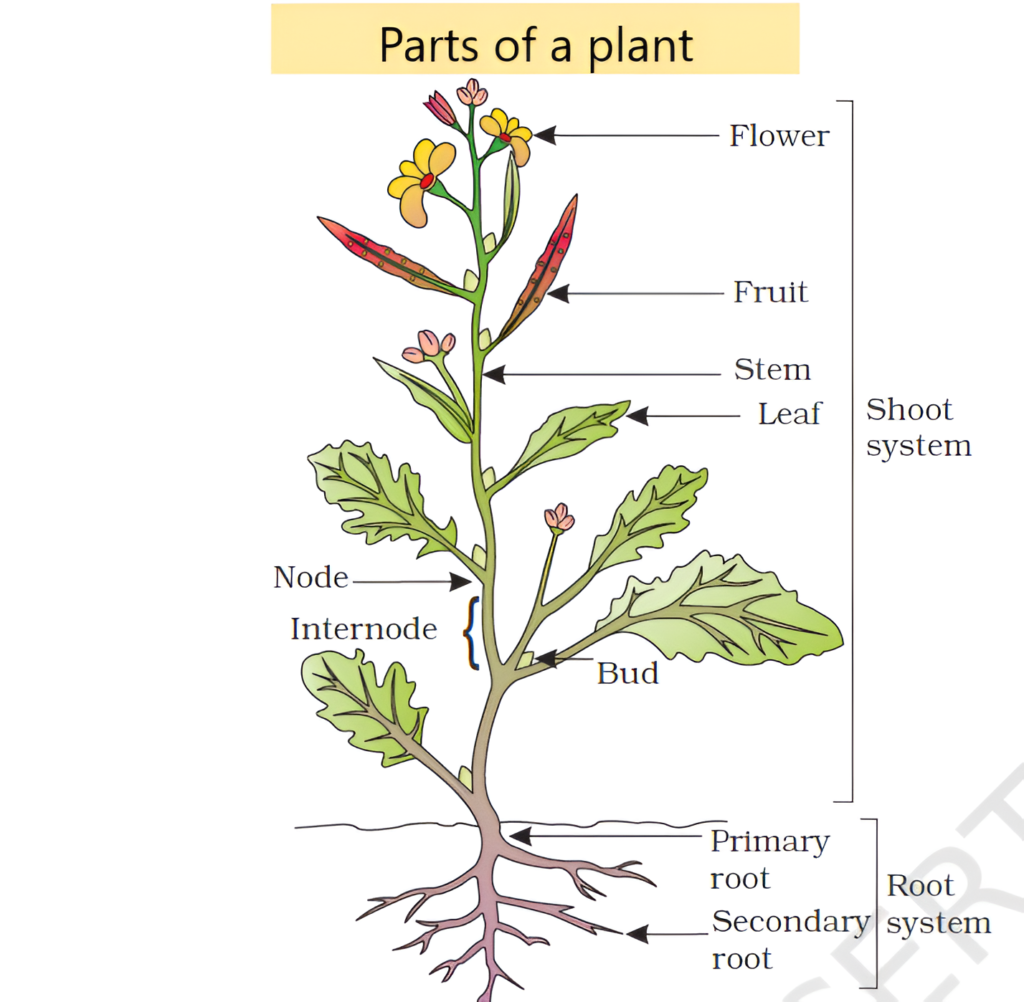ncert-solutions-class-6-Science-Getting to Know Plants