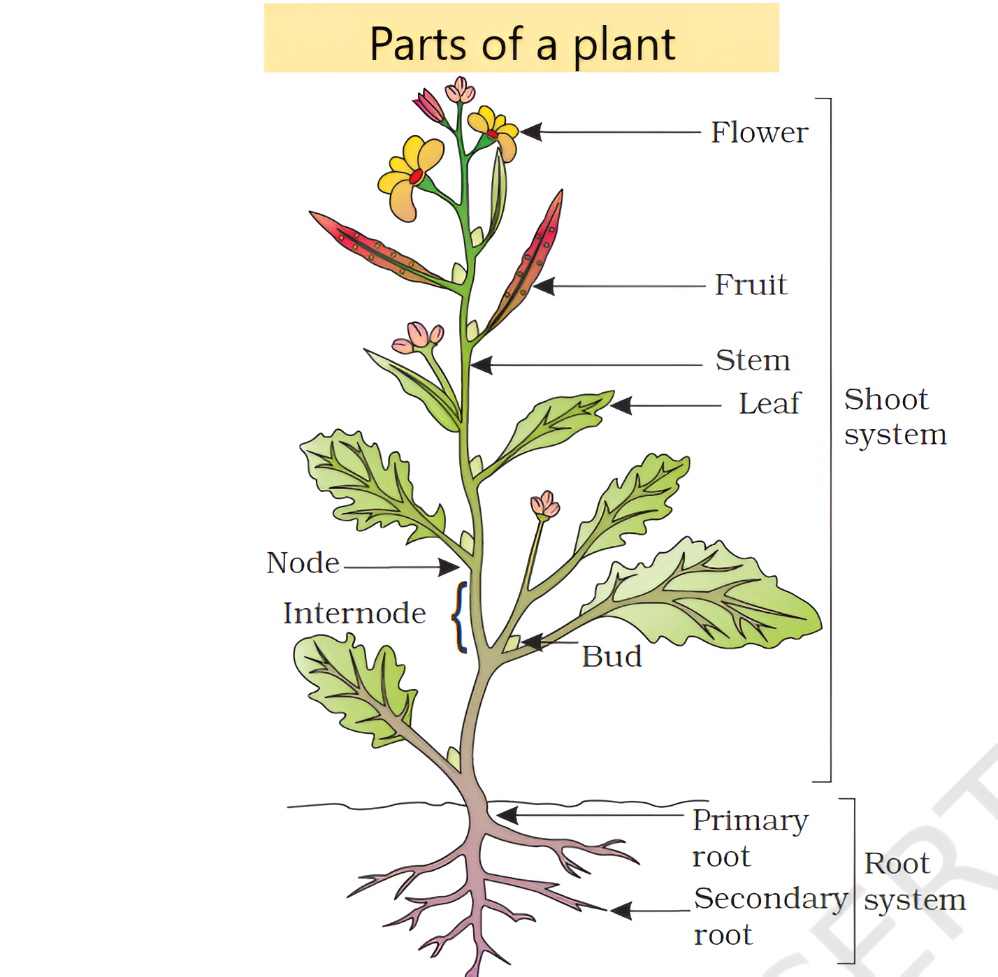 ncert-solutions-class-6-Science-Getting to Know Plants