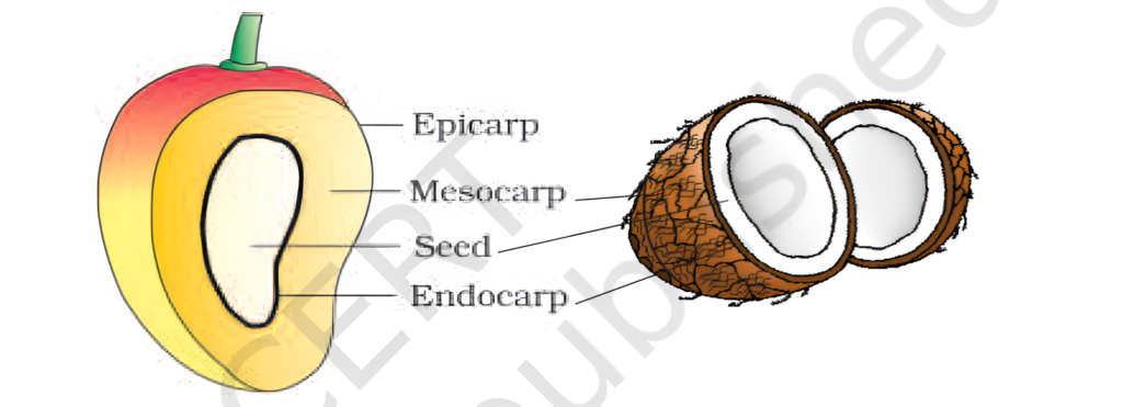ncert-solutions-class-6-Science-Getting to Know Plants
