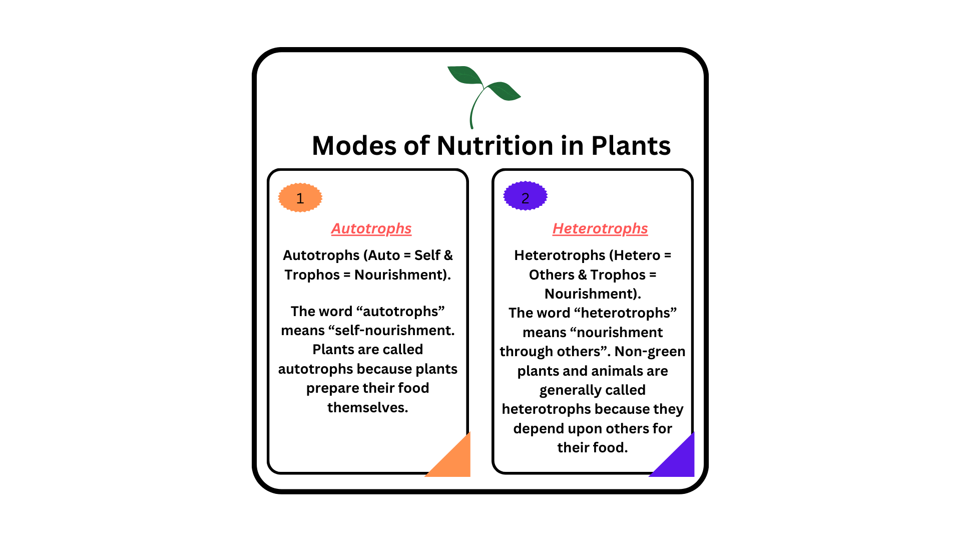 NCERT-Solutions-Science-Class-7-Nutrition in Plants