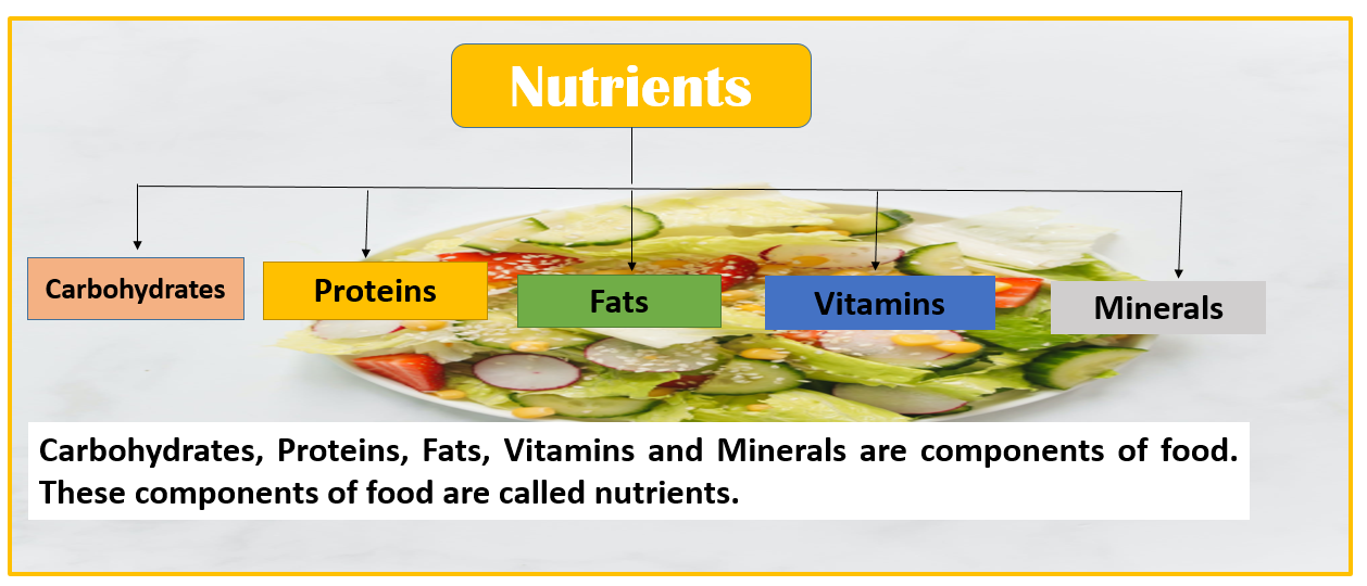 NCERT-Solutions-Science-Class-7-Nutrition in Plants