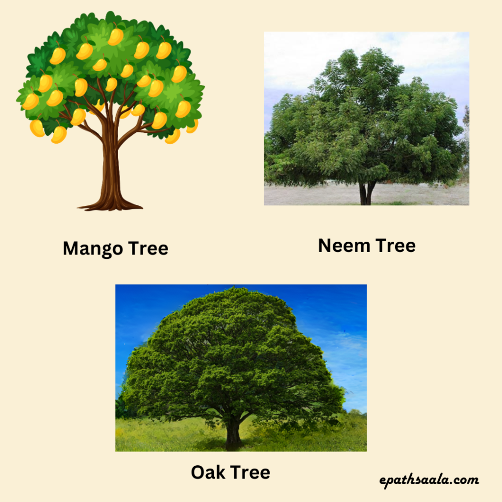 ncert-solutions-class-6-Science-Getting to Know Plants