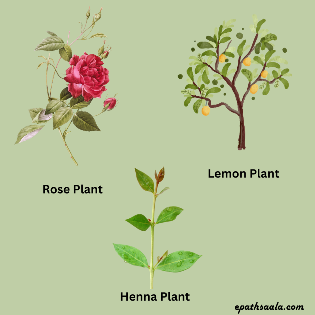 ncert-solutions-class-6-Science-Getting to Know Plants