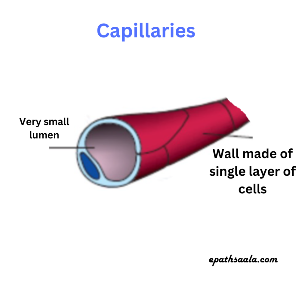 NCERT-Solutions-Science-Class-7-Transportation in Animals and Plants
